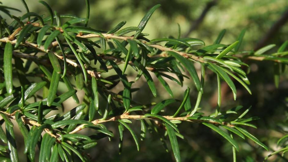 Tsuga chinensis - Chinese hemlock | The Dawes Arboretum