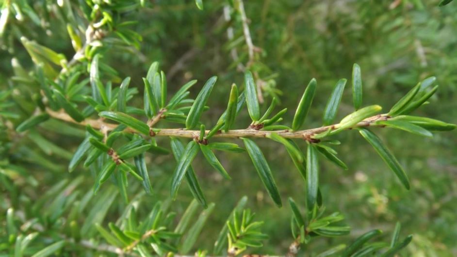 Tsuga chinensis - Chinese hemlock | The Dawes Arboretum