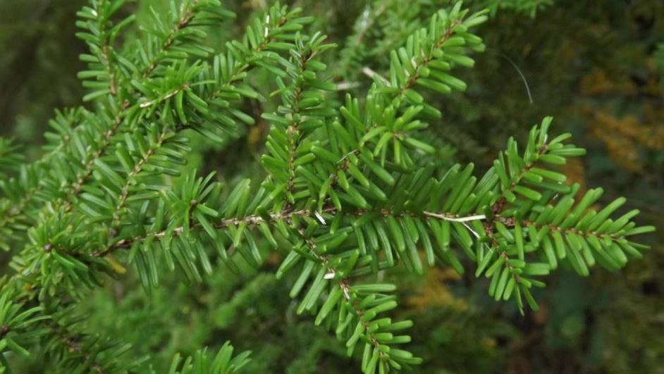 Tsuga diversifolia - northern Japanese hemlock | The Dawes Arboretum