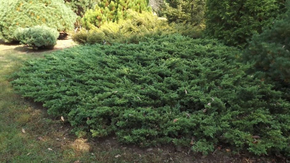 Juniperus chinensis 'Parsonsii' - Parsons Chinese juniper, Expansa ...