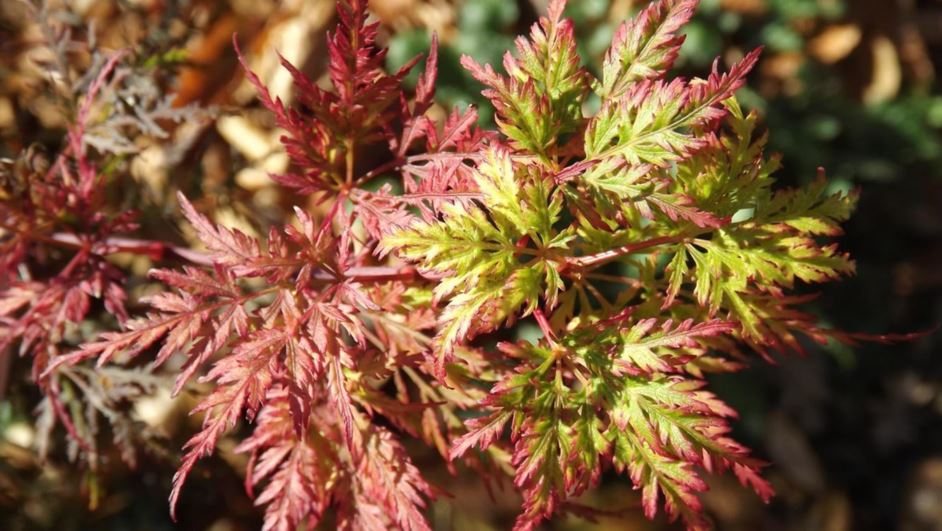 Acer palmatum (Dissectum Group) 'Emerald Lace' - Emerald Lace ...