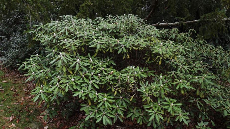 Rhododendron yakushimanum 'Ken Janeck' - Ken Janeck Yakushima ...