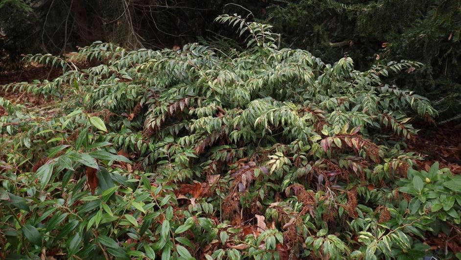 Leucothoe fontanesiana 'Girard's Rainbow' - Girard's Rainbow drooping ...