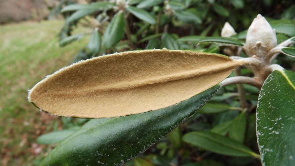 Rhododendron 'Crete' - Crete rhododendron | The Dawes Arboretum