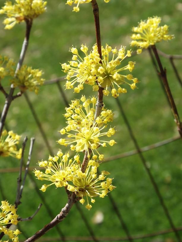 Cornus officinalis 'Kintoki' - Kintoki Japanese cornelian-cherry ...
