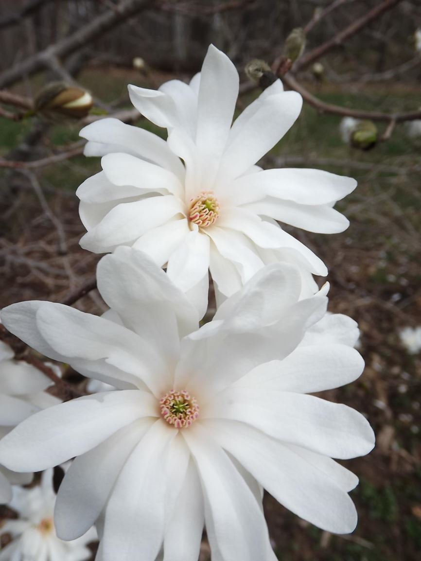 Magnolia × loebneri 'Powder Puff' - Powder Puff Loebner magnolia | The ...