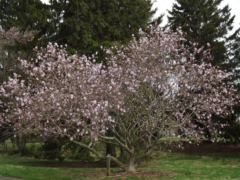 Magnolia stellata 'Rubra' - red star magnolia | The Dawes Arboretum