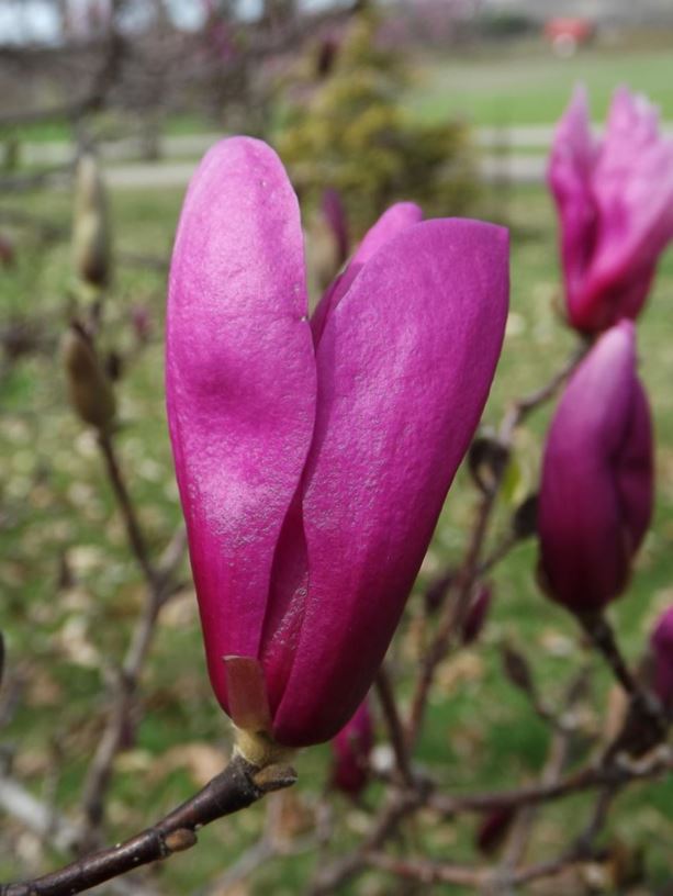 Magnolia 'Ann' - Ann magnolia | The Dawes Arboretum