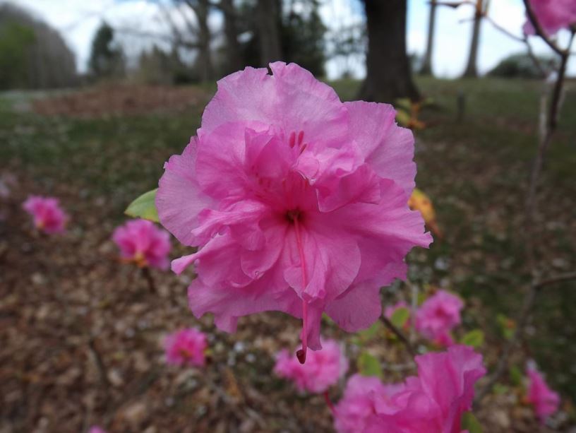 Rhododendron 'Weston's Pink Diamond' - Weston's Pink Diamond ...
