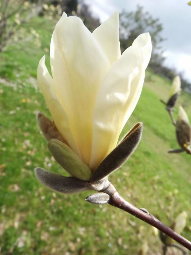 Magnolia 'Goldfinch' - Goldfinch magnolia | The Dawes Arboretum