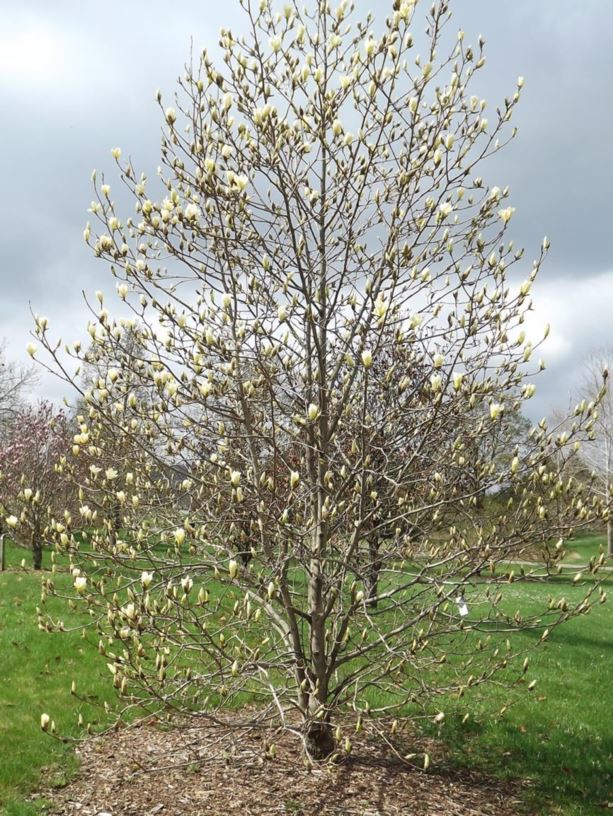 Magnolia 'Goldfinch' - Goldfinch magnolia | The Dawes Arboretum