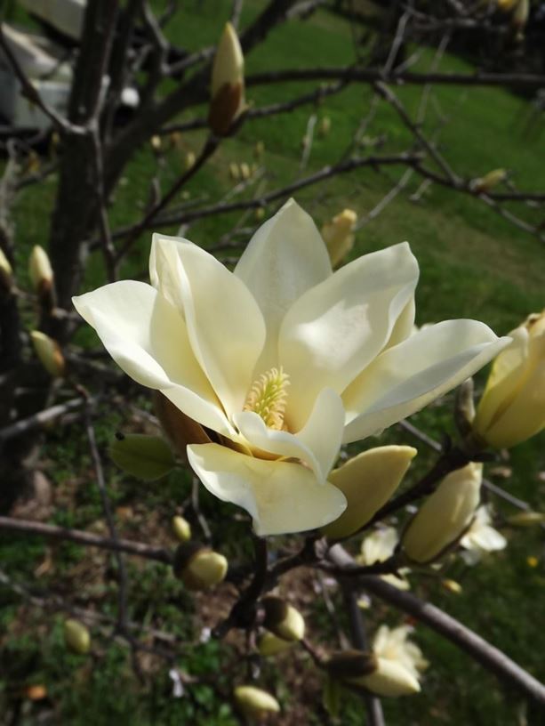 Magnolia 'Goldfinch' - Goldfinch magnolia | The Dawes Arboretum