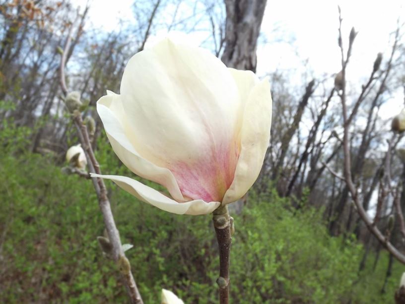 Magnolia 'Gold Cup' - Gold Cup magnolia | The Dawes Arboretum