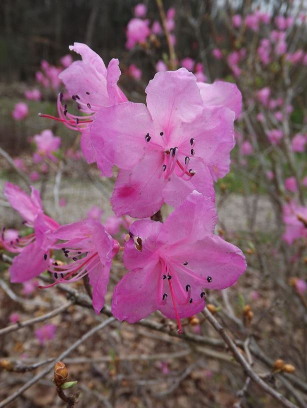 Rhododendron mucronulatum - Korean rhododendron | The Dawes Arboretum