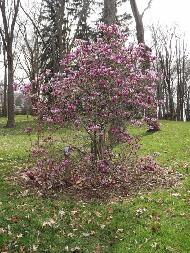 Magnolia 'Ann' - Ann magnolia | The Dawes Arboretum