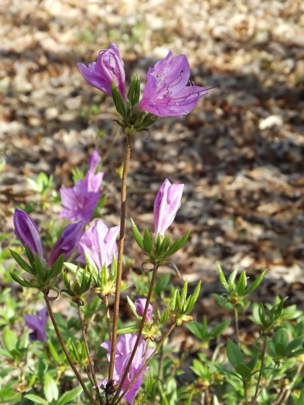 Rhododendron yedoense var. poukhanense - Korean azalea | The Dawes ...