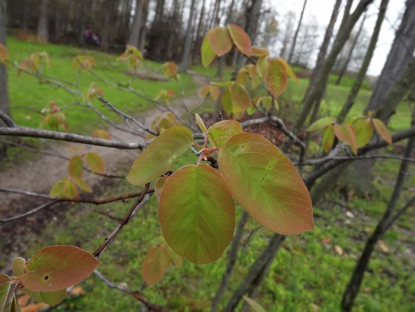 Amelanchier sanguinea - roundleaf serviceberry, red-twig shadbush | The ...