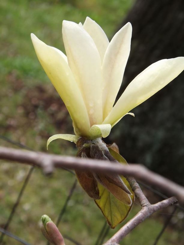 Magnolia 'Gold Star' - Gold Star magnolia | The Dawes Arboretum