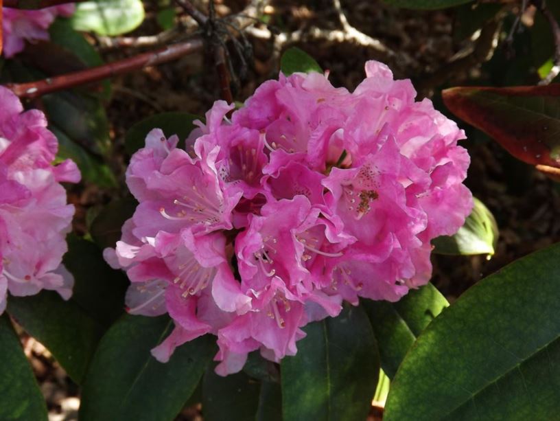 Rhododendron 'Holden' - Holden rhododendron | The Dawes Arboretum