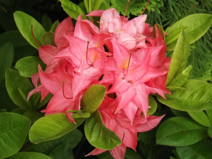 Rhododendron 'Girard Pink Delight' - Girard Pink Delight azalea | The ...
