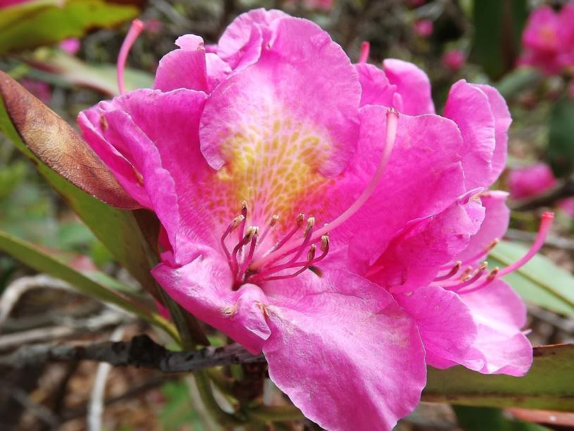 Rhododendron 'Spring Dawn' - Spring Dawn rhododendron | The Dawes Arboretum