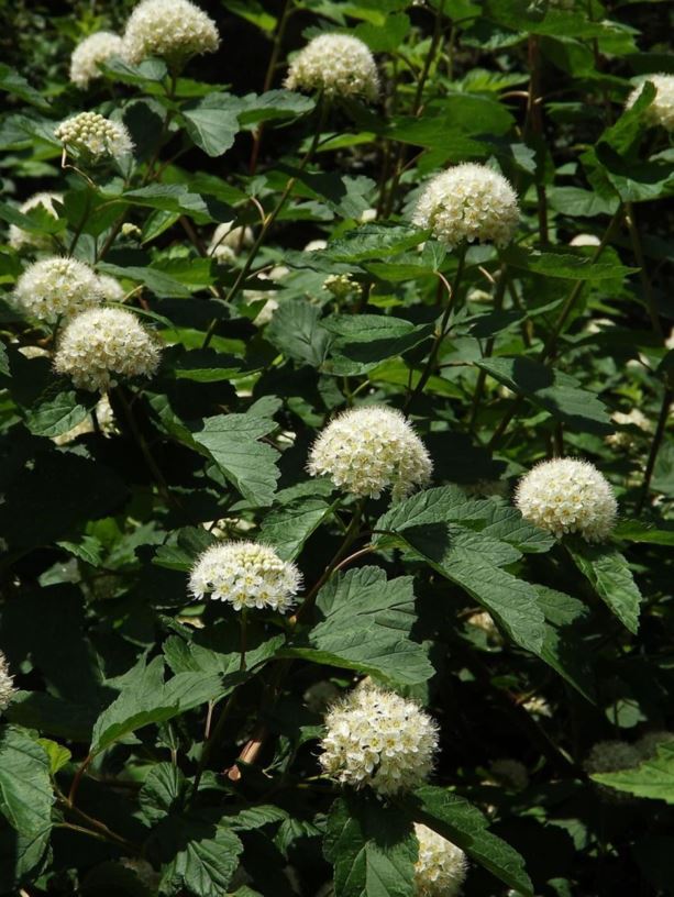 Physocarpus opulifolius - common ninebark, Atlantic ninebark | The ...