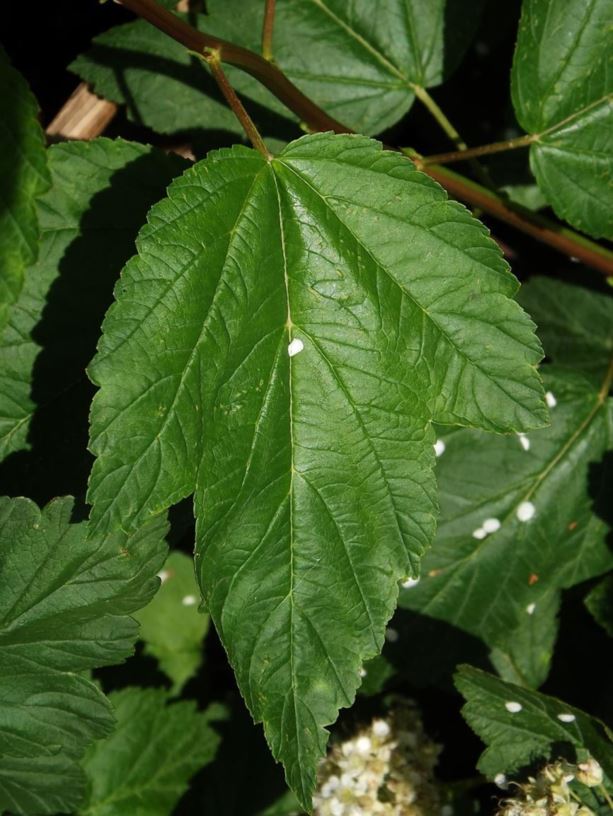 Physocarpus opulifolius - common ninebark, Atlantic ninebark | The ...