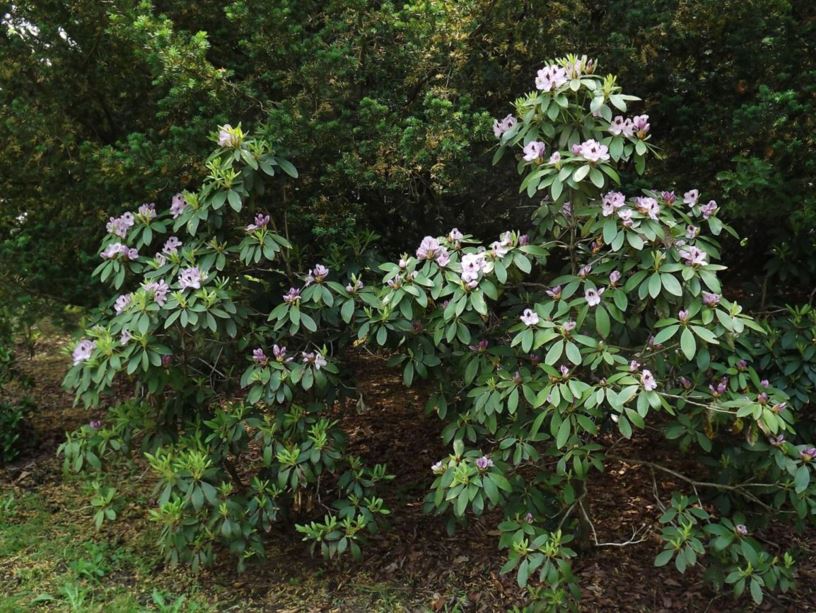 Rhododendron 'Blue Peter' - Blue Peter rhododendron | The Dawes Arboretum