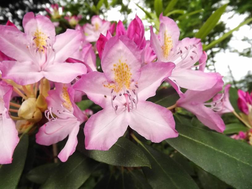 Rhododendron maximum 'Independence' - Independance rosebay rhododendron ...