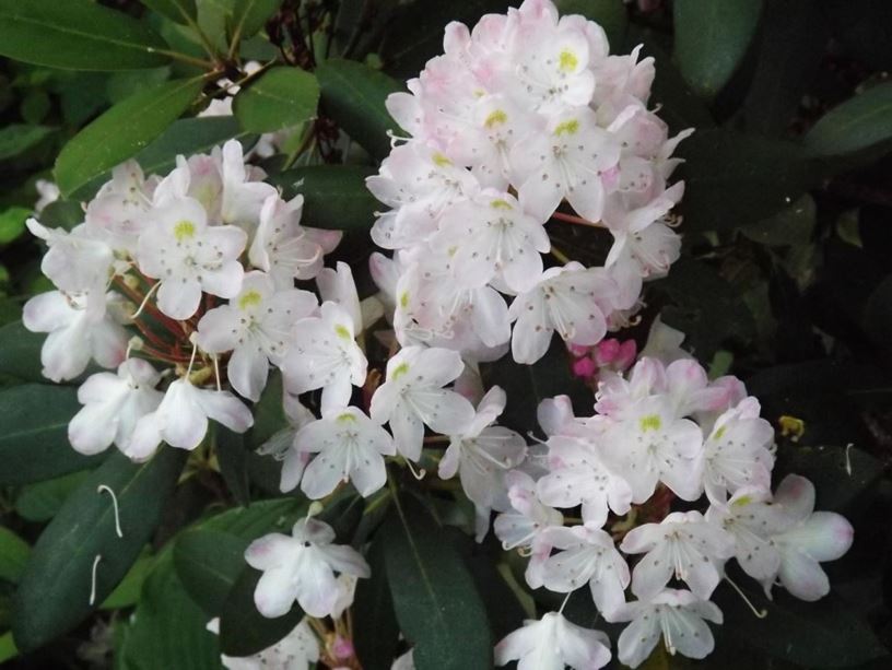 Rhododendron maximum - rosebay rhododendron, great rhododendron | The ...