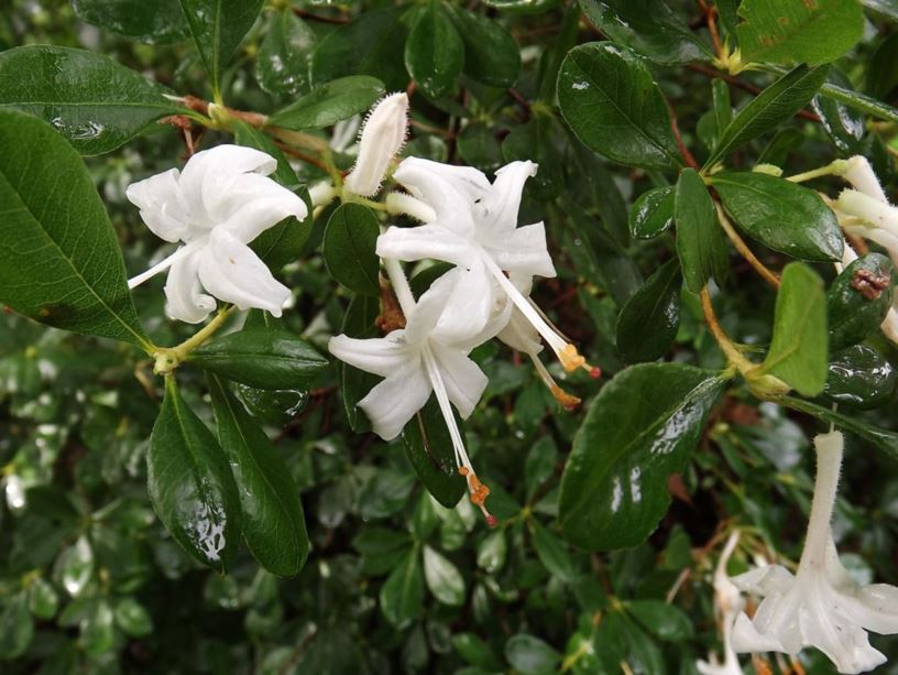 Rhododendron viscosum - swamp azalea, clammy azalea | The Dawes Arboretum
