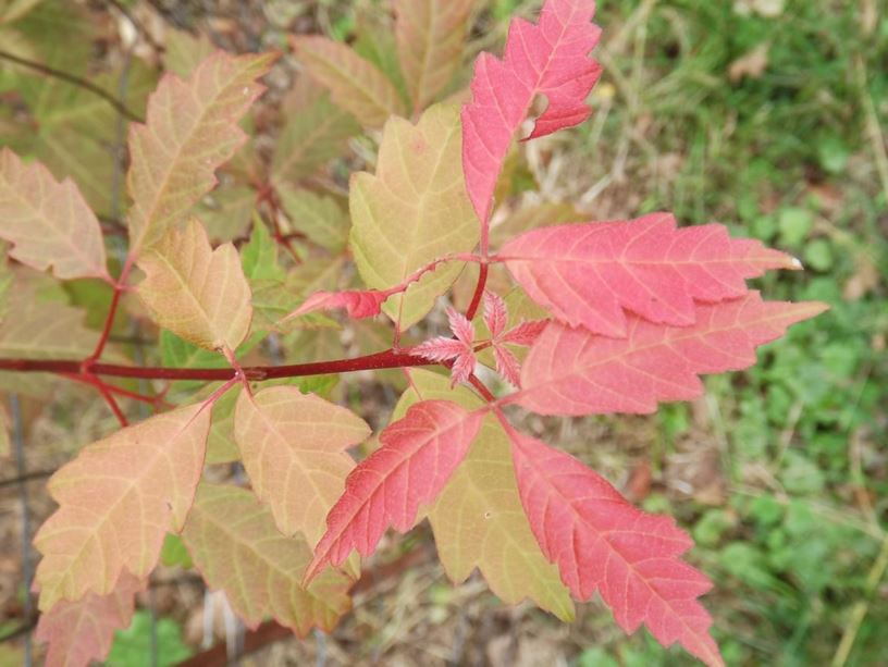 Acer henryi - Henry maple | The Dawes Arboretum