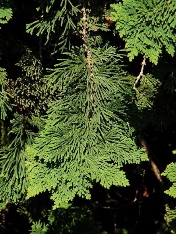 Thuja occidentalis 'Douglasii Pyramidalis' - Douglas pyramidal American ...