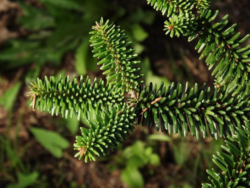 Abies alba - European silver fir | The Dawes Arboretum