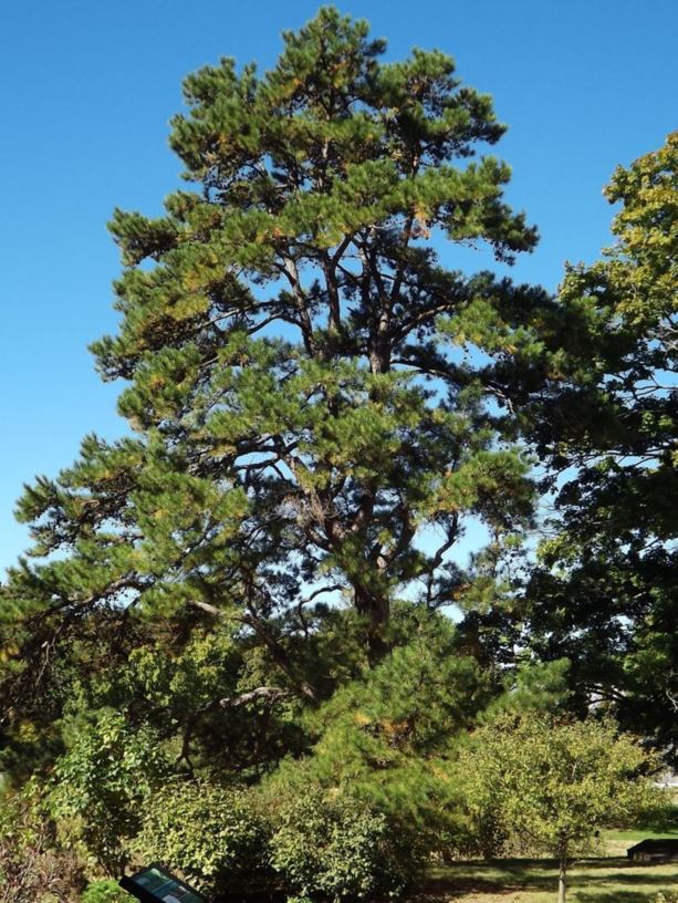 Pinus echinata - shortleaf pine | The Dawes Arboretum