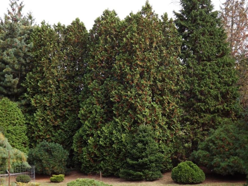 Thuja occidentalis 'Douglasii Pyramidalis' - Douglas pyramidal American ...
