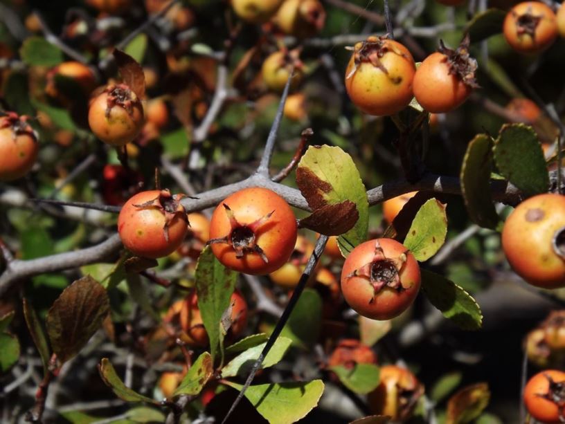 Crataegus uniflora - one-flower hawthorn, dwarf hawthorn | The Dawes ...