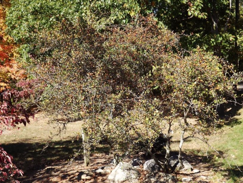 Crataegus uniflora - one-flower hawthorn, dwarf hawthorn | The Dawes ...