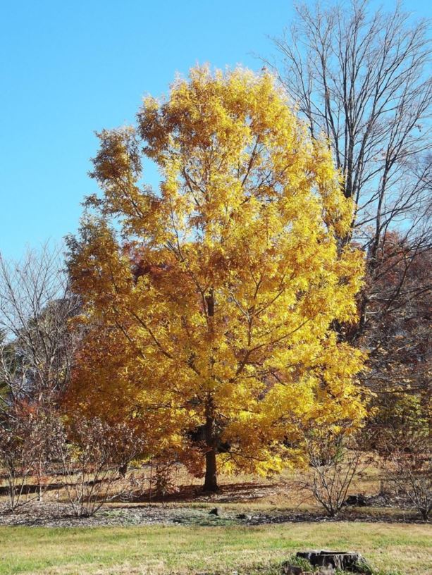Quercus acutissima - sawtooth oak | The Dawes Arboretum