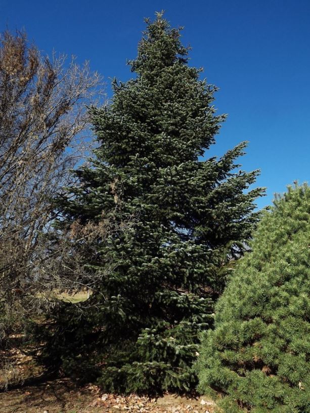 Abies sp. - fir | The Dawes Arboretum