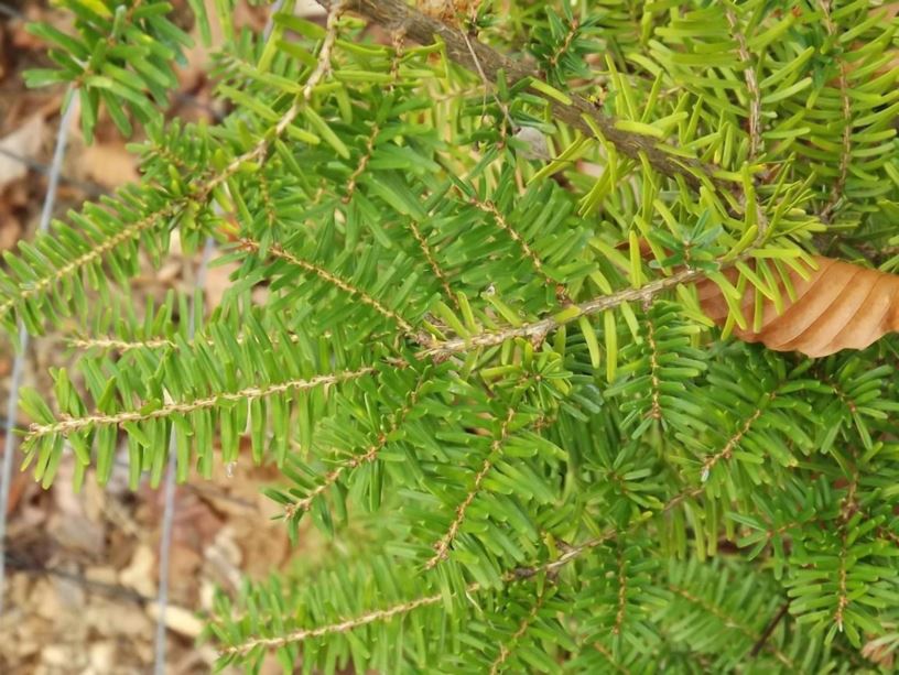 Tsuga ulleungensis - Ulleungdo hemlock | The Dawes Arboretum