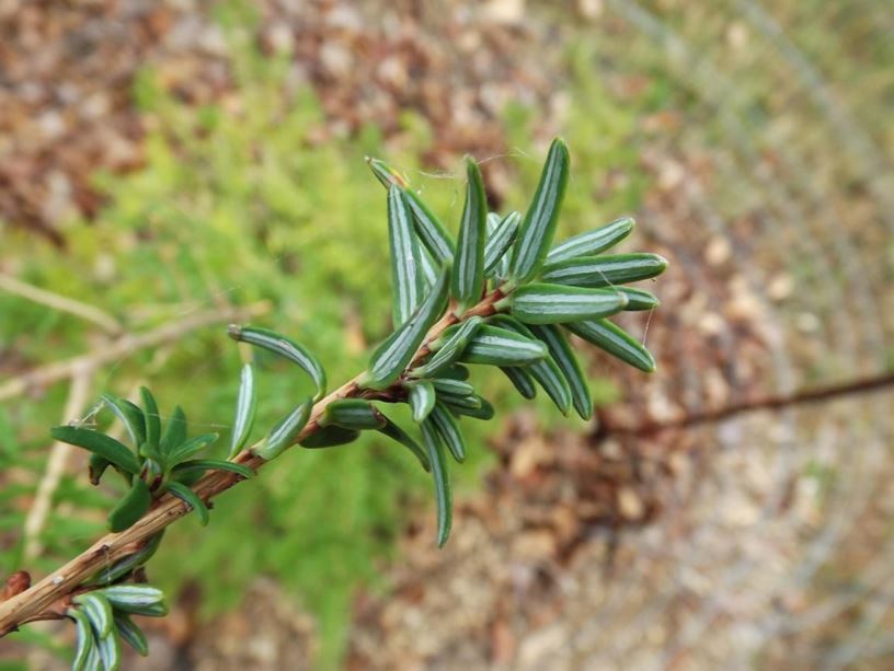 Tsuga ulleungensis - Ulleungdo hemlock | The Dawes Arboretum