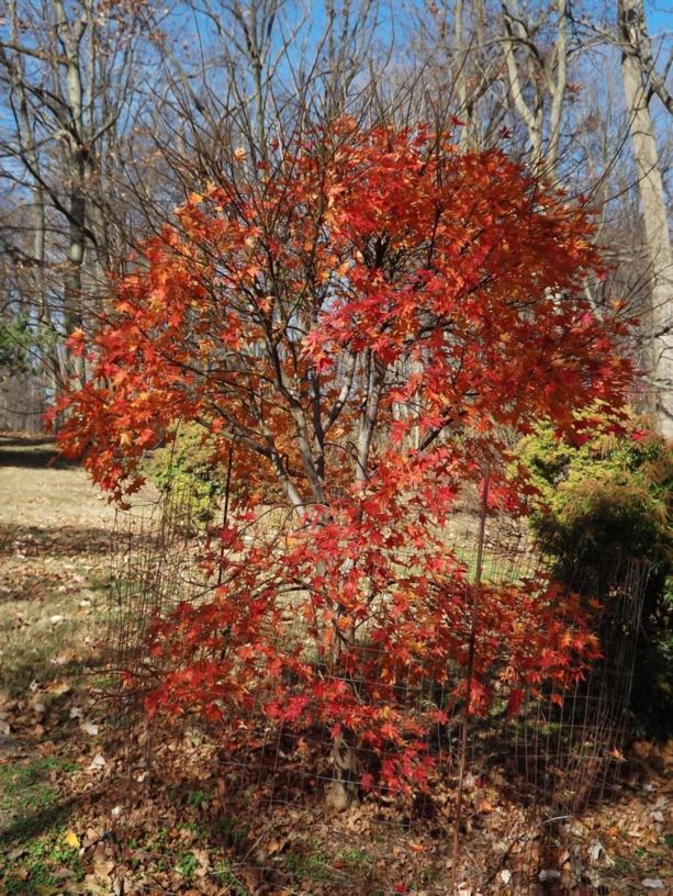 Acer palmatum 'Shigarami' - Shigarami Japanese maple | The Dawes Arboretum