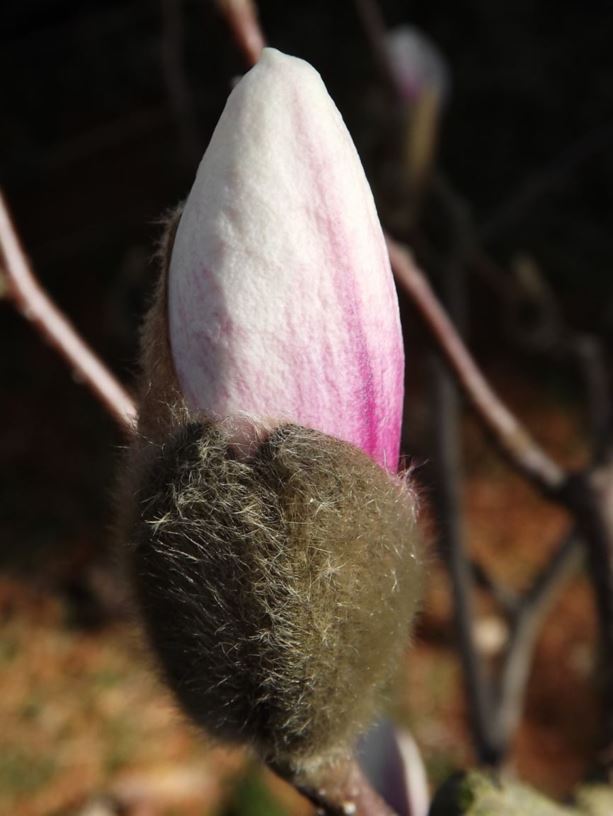 Magnolia denudata 'Purple Eye' - Purple Eye yulan magnolia | The Dawes ...