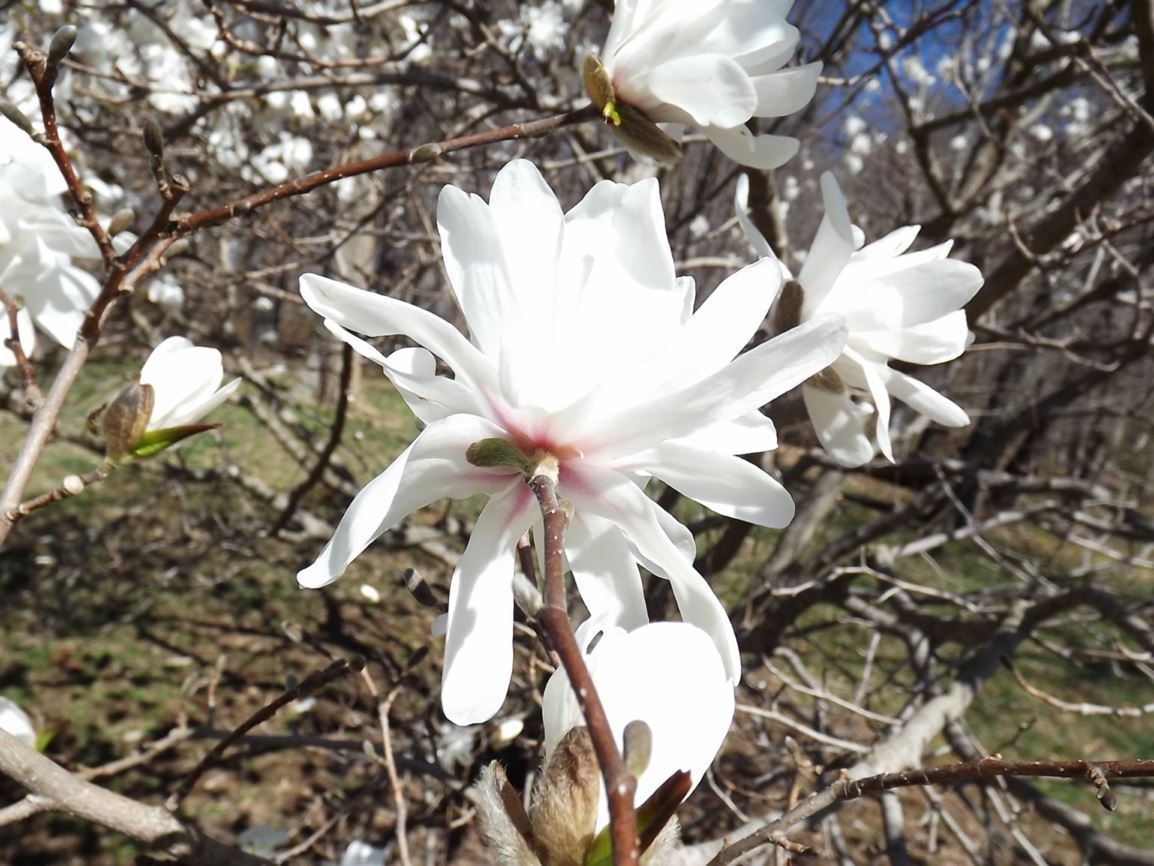 Magnolia × loebneri 'Powder Puff' - Powder Puff Loebner magnolia | The ...