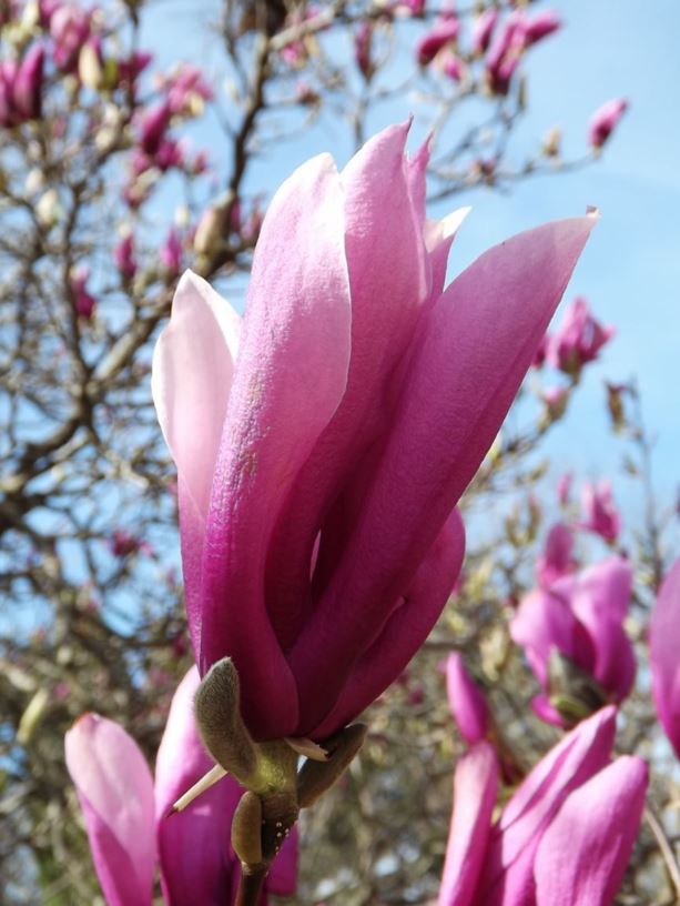 Magnolia 'Betty' - Betty magnolia | The Dawes Arboretum