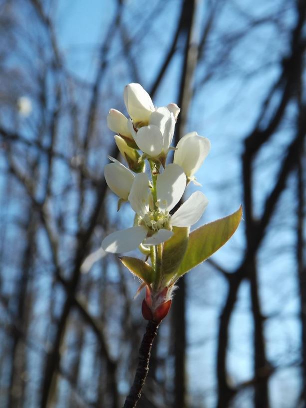 Amelanchier sanguinea - roundleaf serviceberry, red-twig shadbush | The ...