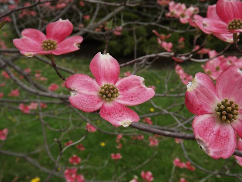 Cornus florida 'Royal Red' - Royal Red flowering dogwood | The Dawes ...