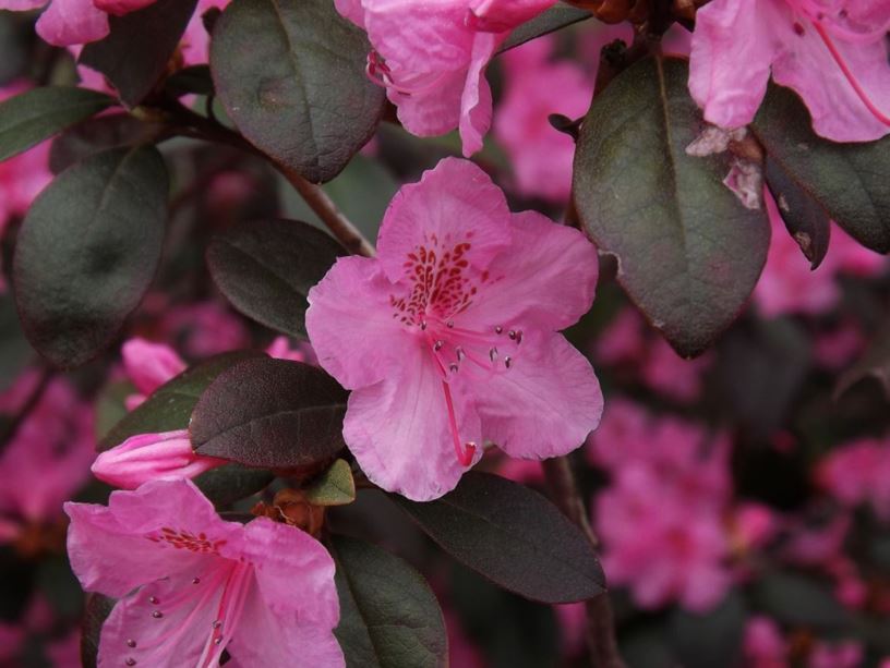 Rhododendron 'Weston's Aglo' - Weston's Aglo rhododendron | The Dawes ...