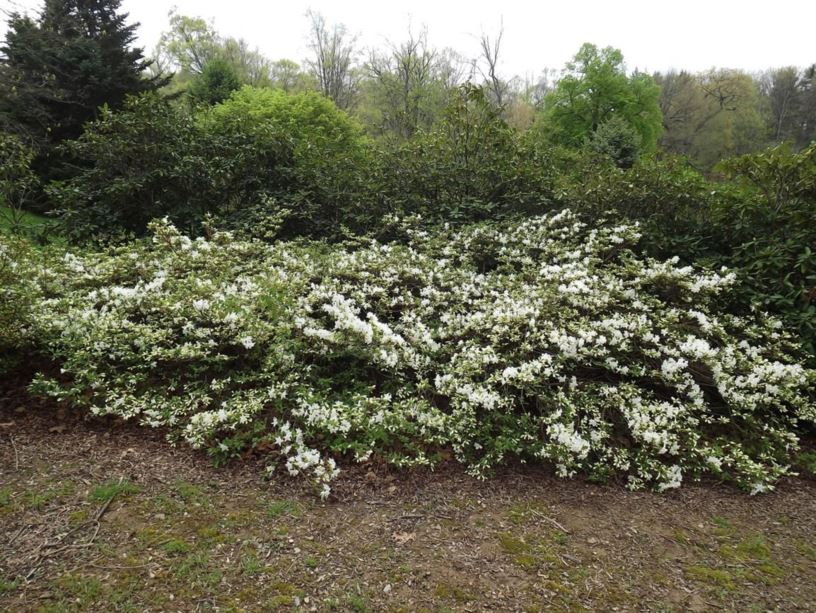 Rhododendron 'Cascade' - Cascade azalea | The Dawes Arboretum